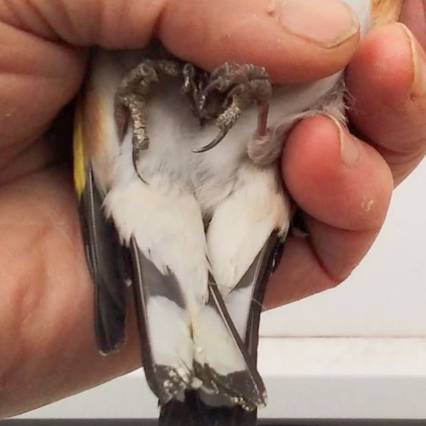 Щеглы, птицы