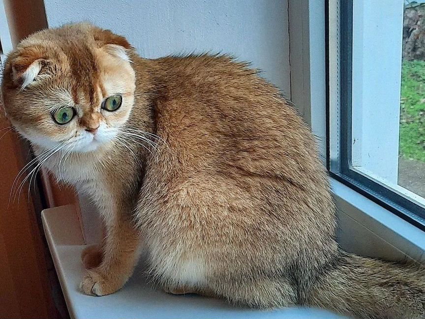 Шотландская вислоухая кошка в добрые руки