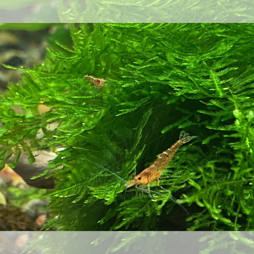 Продам креветок, папоротник