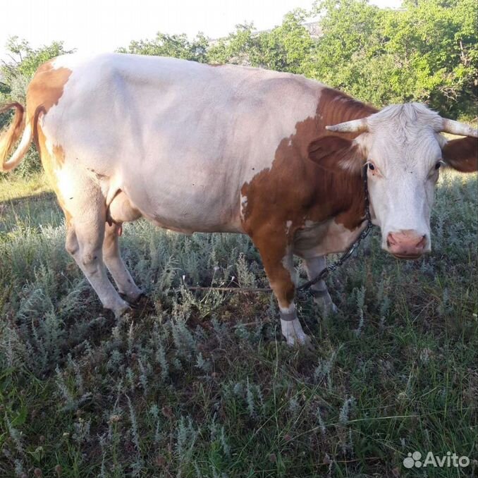 Корова высокоудойная