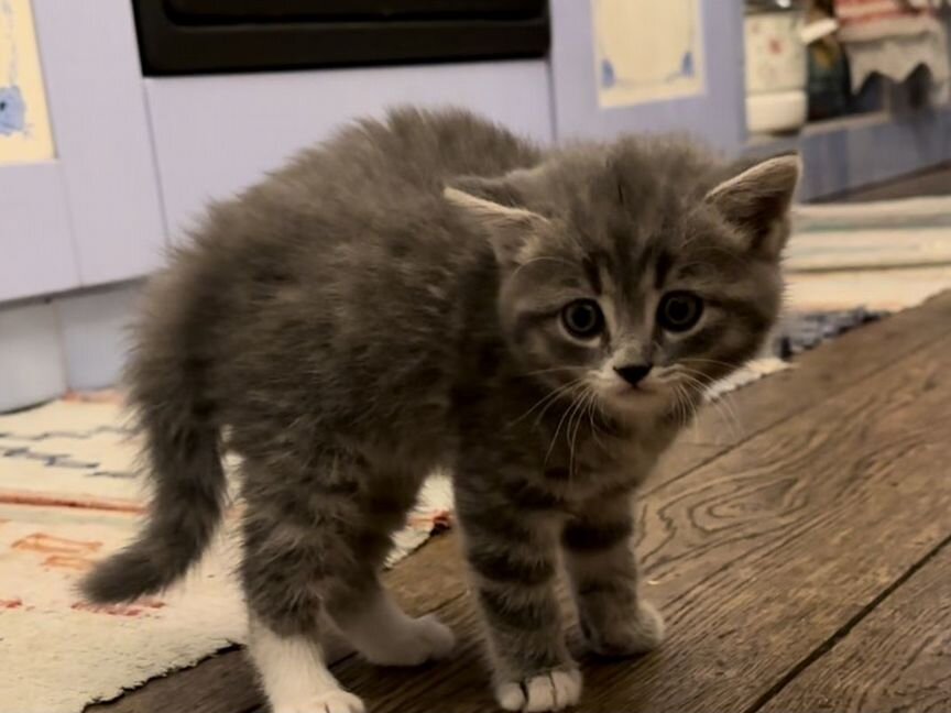 Котенок Душечка