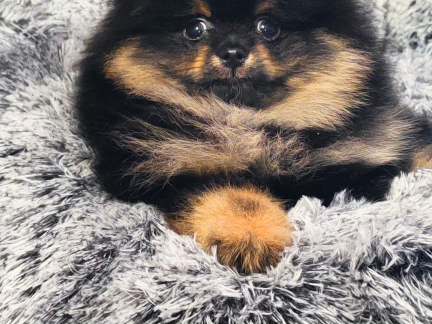 Два помпона