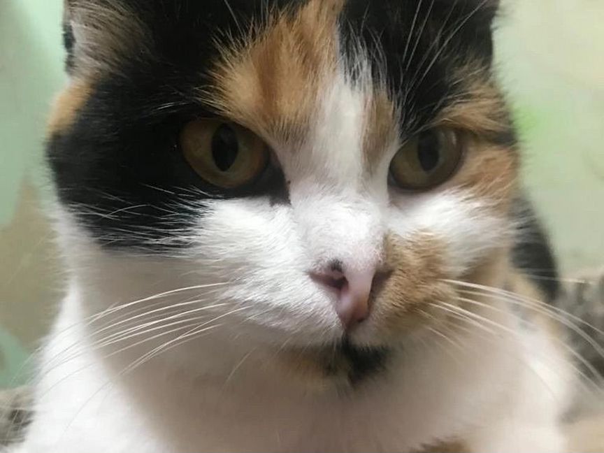Кошка