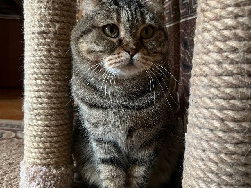 Шотландская вислоухая кошка