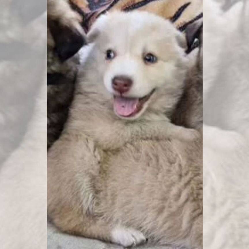 Мальтипу, щенок