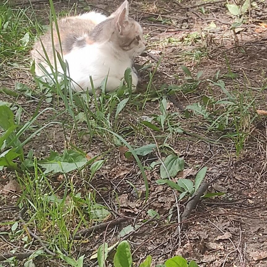 Котики