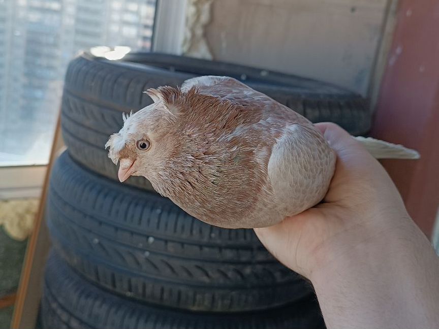 Голубь летный
