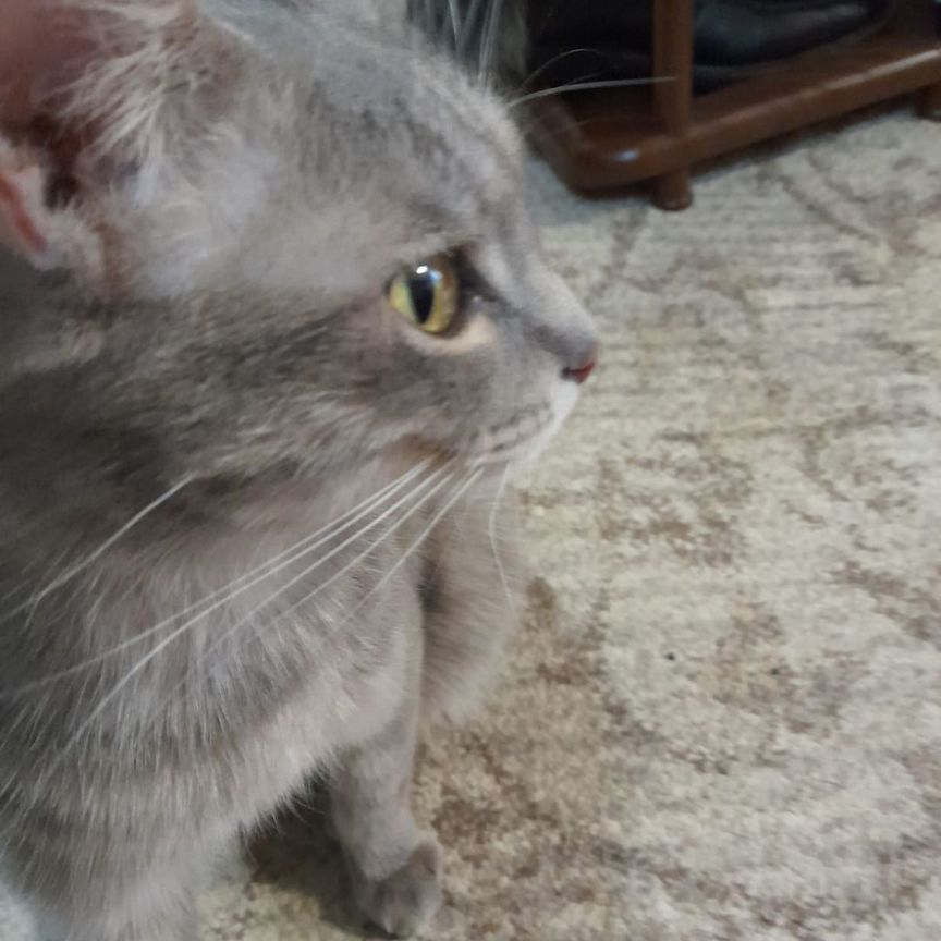 Подбросили кошечку