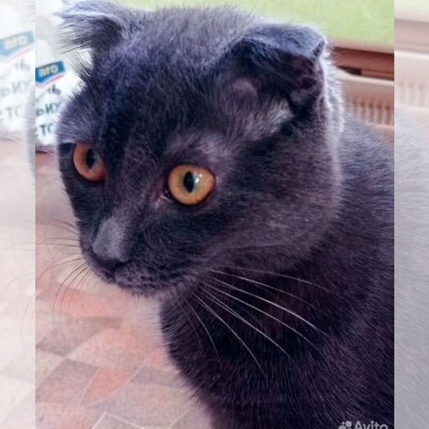 Шотландская вислоухая короткошёрстная, взрослая кошка