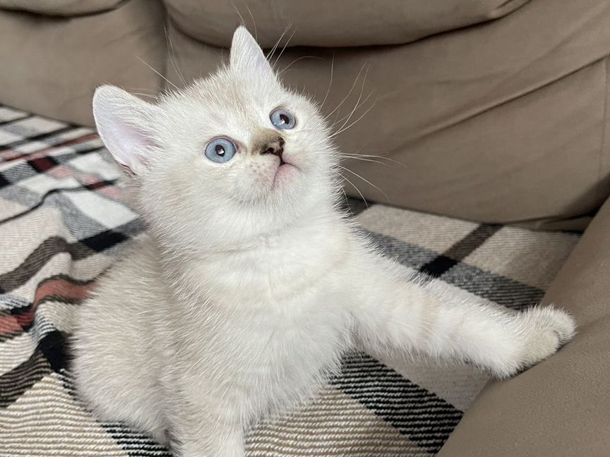 Британский котенок мальчик