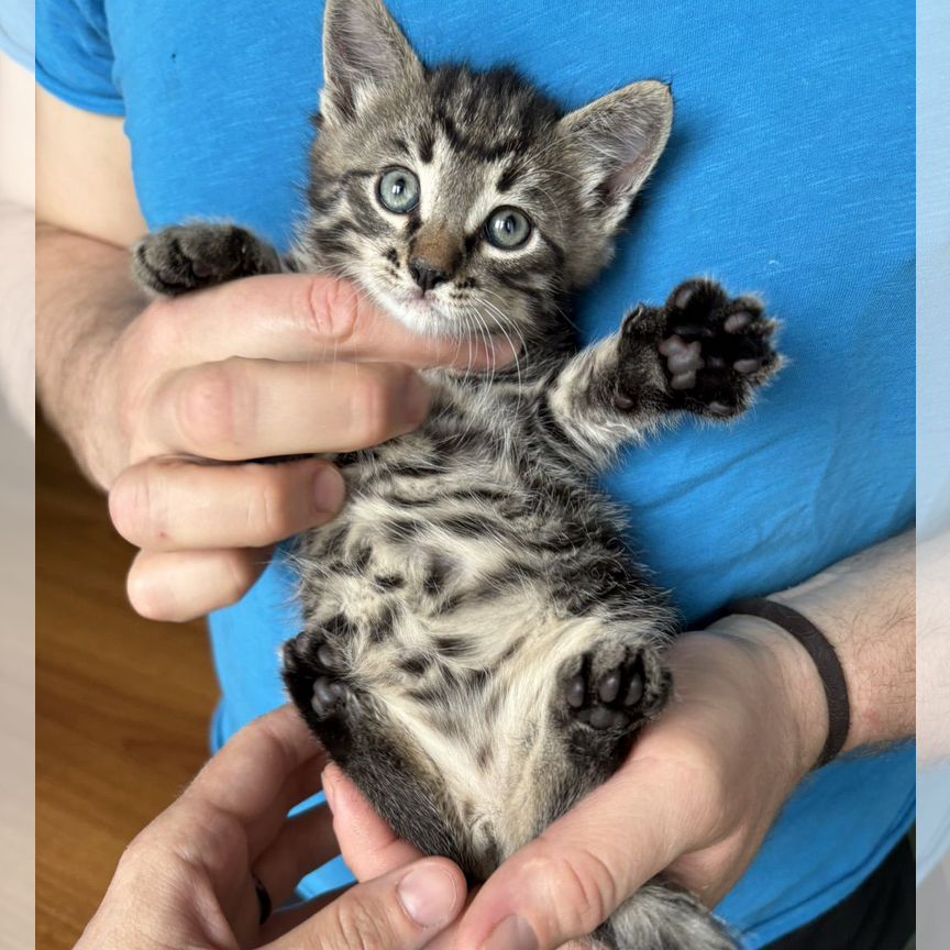 Котенок мальчик ищет дом