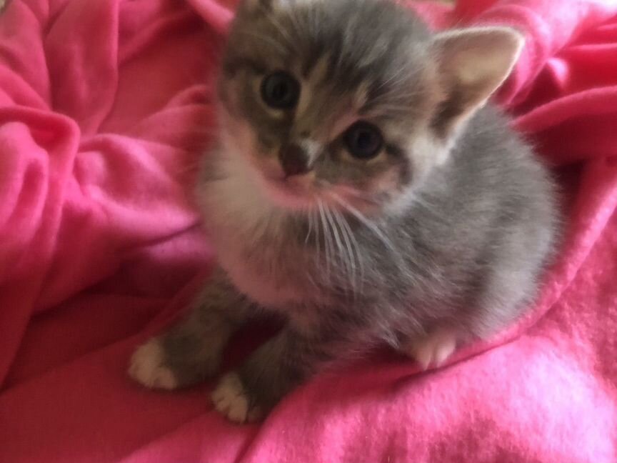 Котёнок,в очень добрые руки