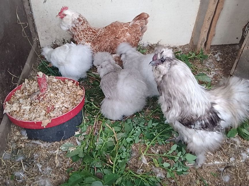 Китайские шелковые,Индюки