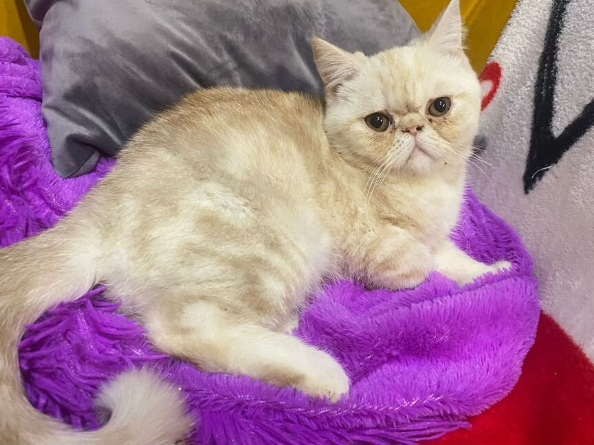 Экзотический котёнок