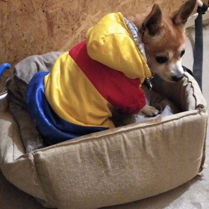 Собака в добрые руки отдам бесплатно