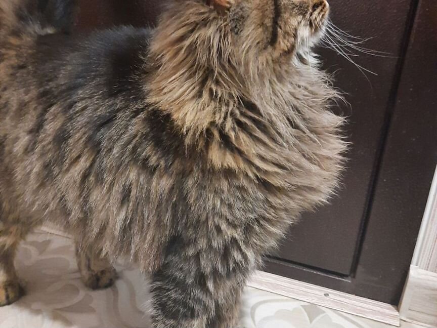 Котенок