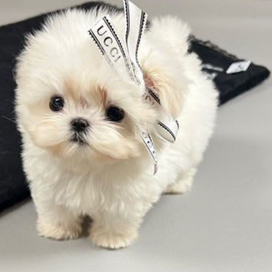 Мини щенок из Кореи. Мальтезе