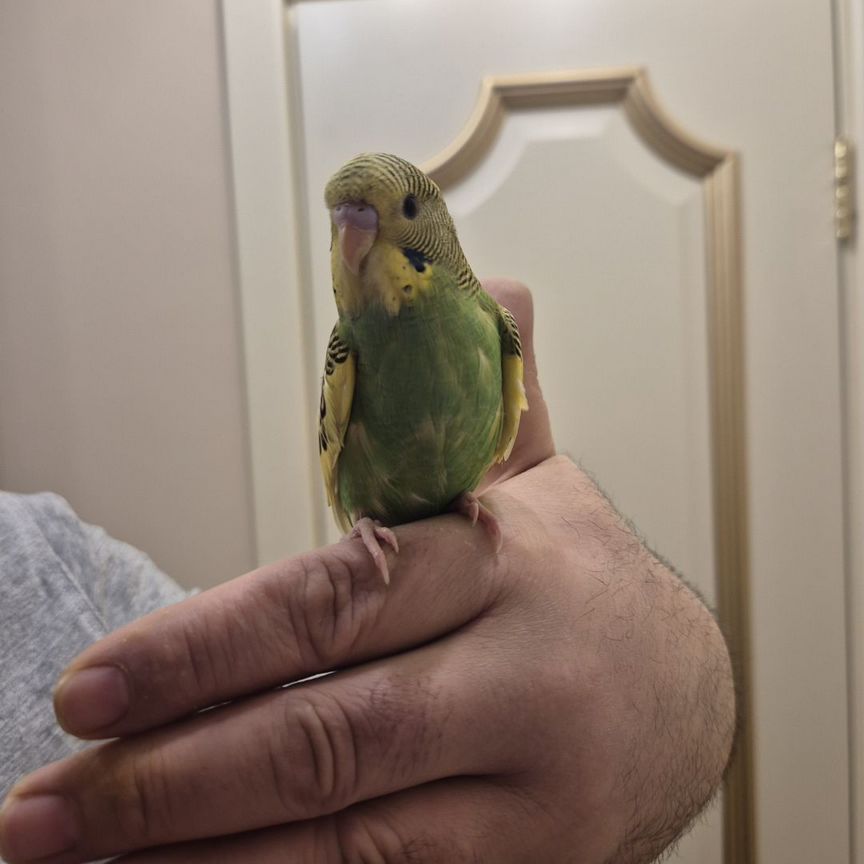 Птенцы волнистый попугай