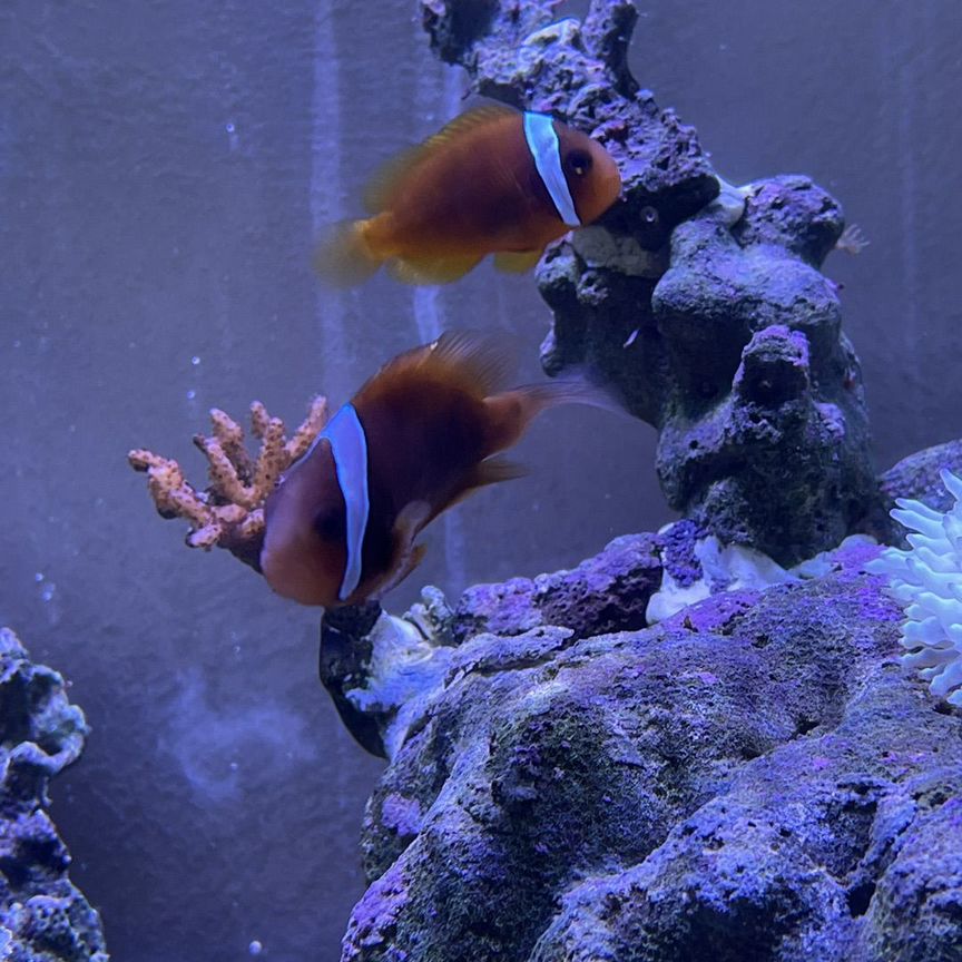 Рыба-клоун морской