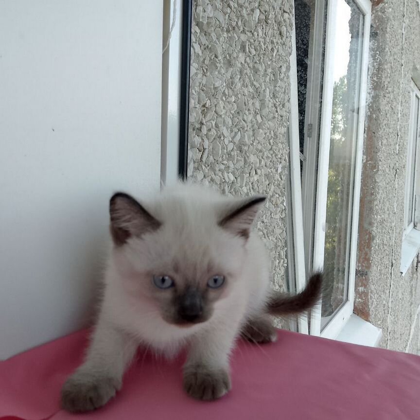 Невский маскарадный котёнок