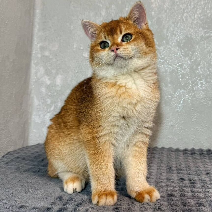 Британский короткошёрстный котёнок