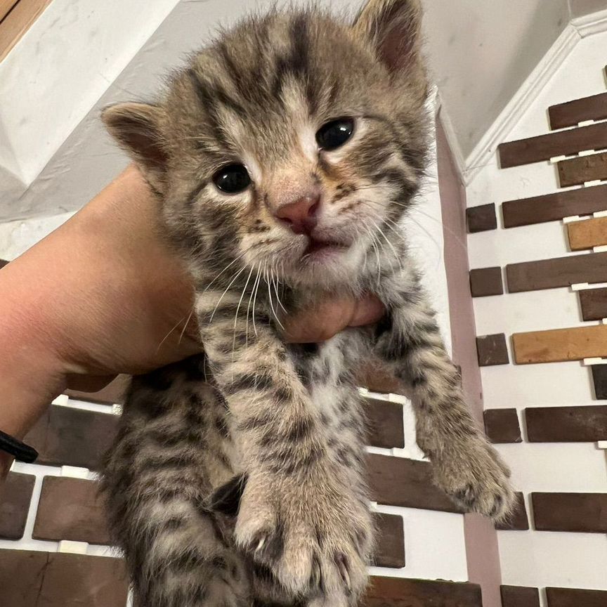 Амурские котята