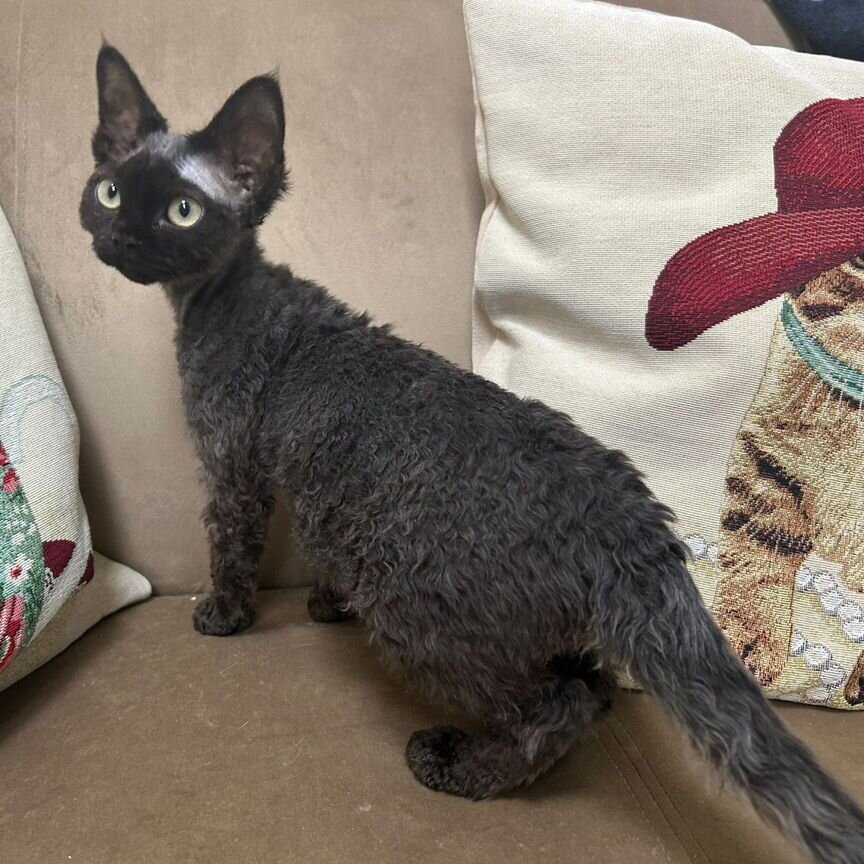 Девон-рекс котёнок