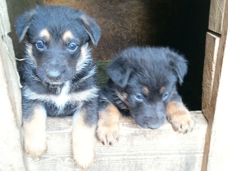 Немецкая овчарка,два щенка. Девочка и мальчик