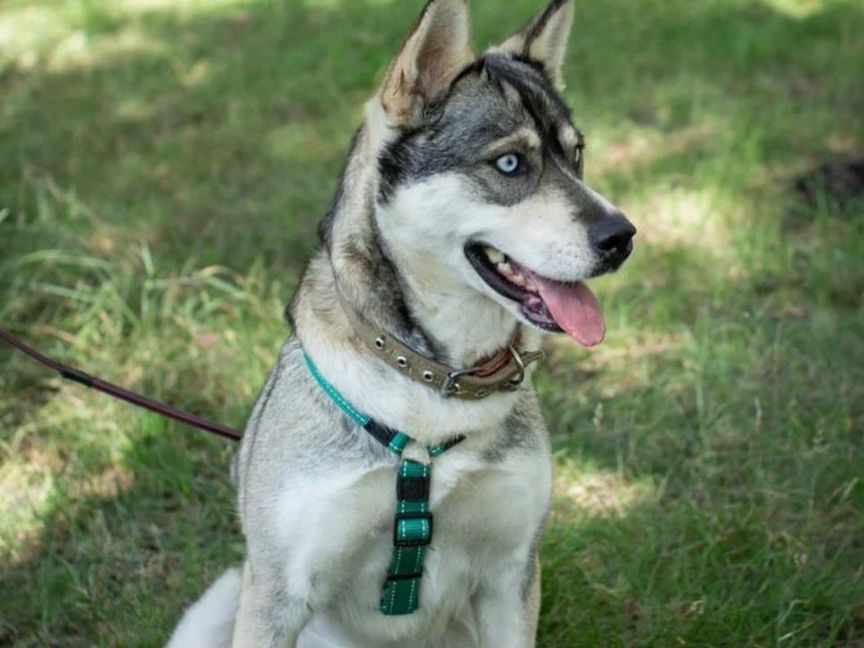 Сделайте собаку счастливой