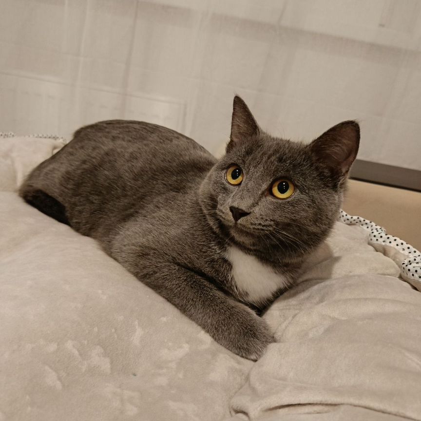 Котик в добрые руки бесплатно, иди некуда