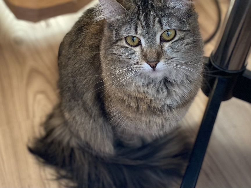 Кошка