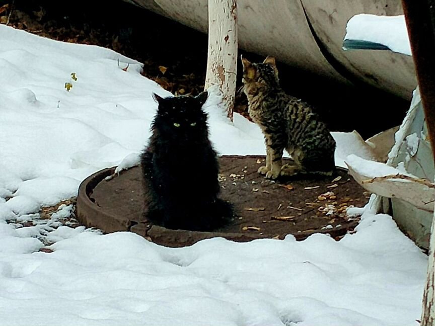 Котятам нужен дом