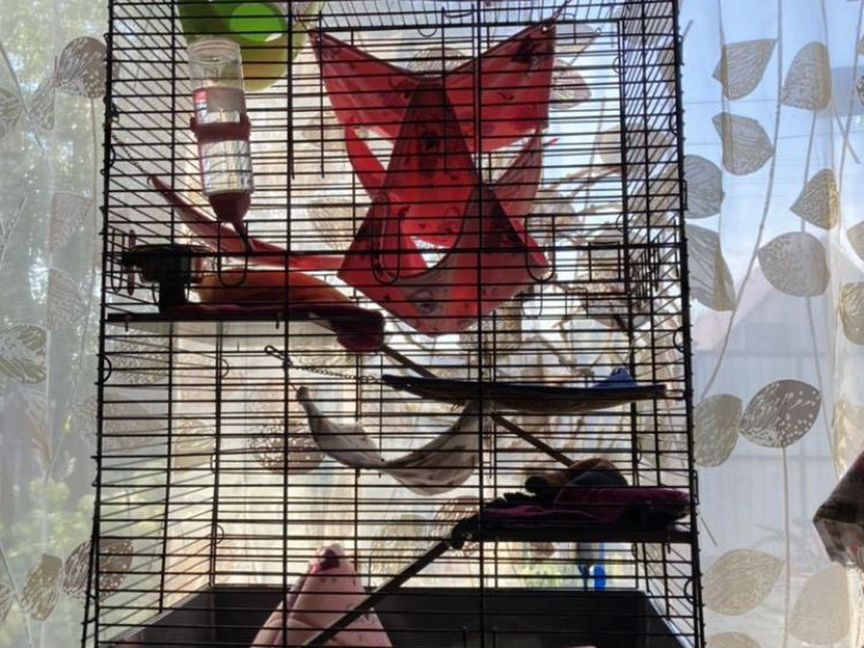 Большая клетка для крыс