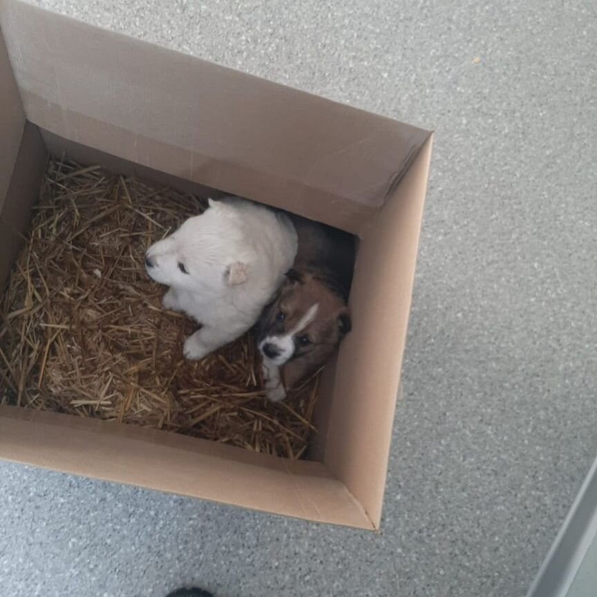 Два щенка - девочка, мальчик