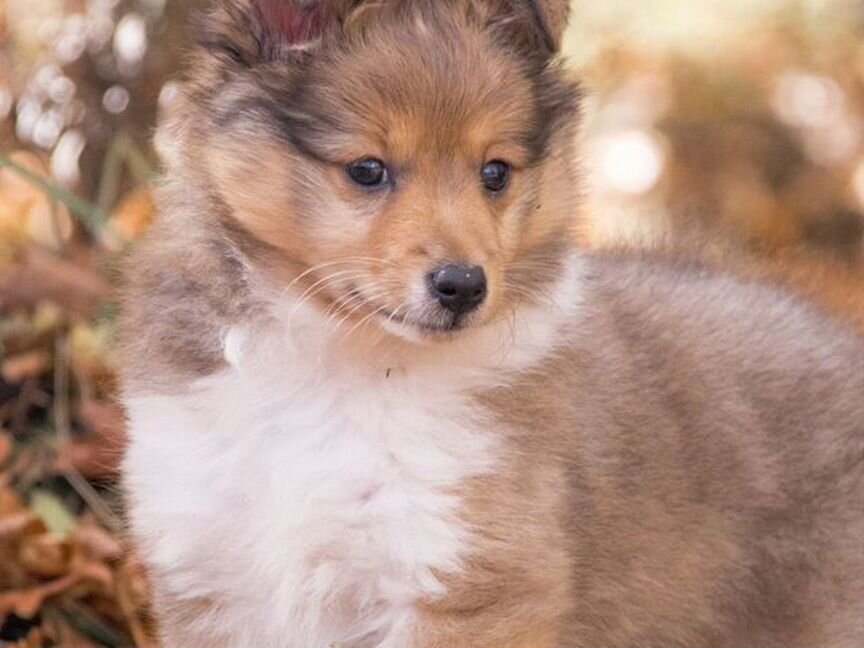 Щенки шелти