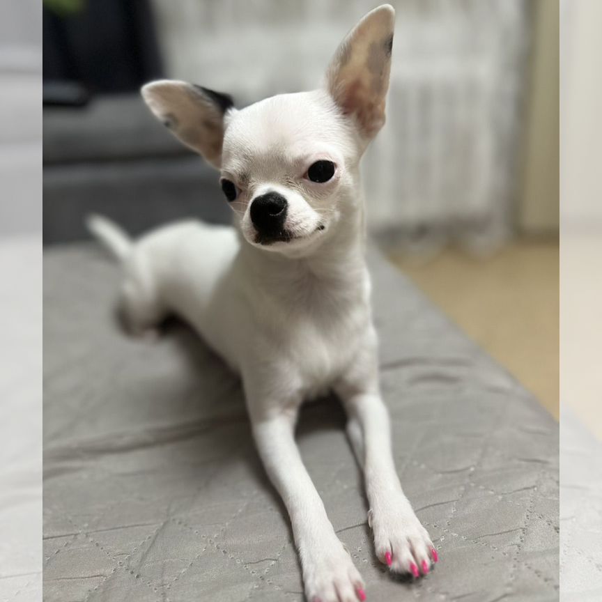 Вязка чихуахуа девочка