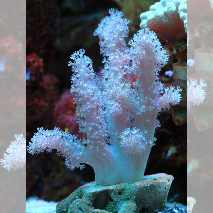 Кораллы в Морской аквариум