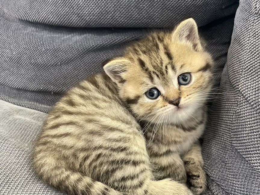 Шотландские котята