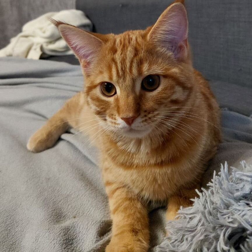 Мейн-кун котёнок