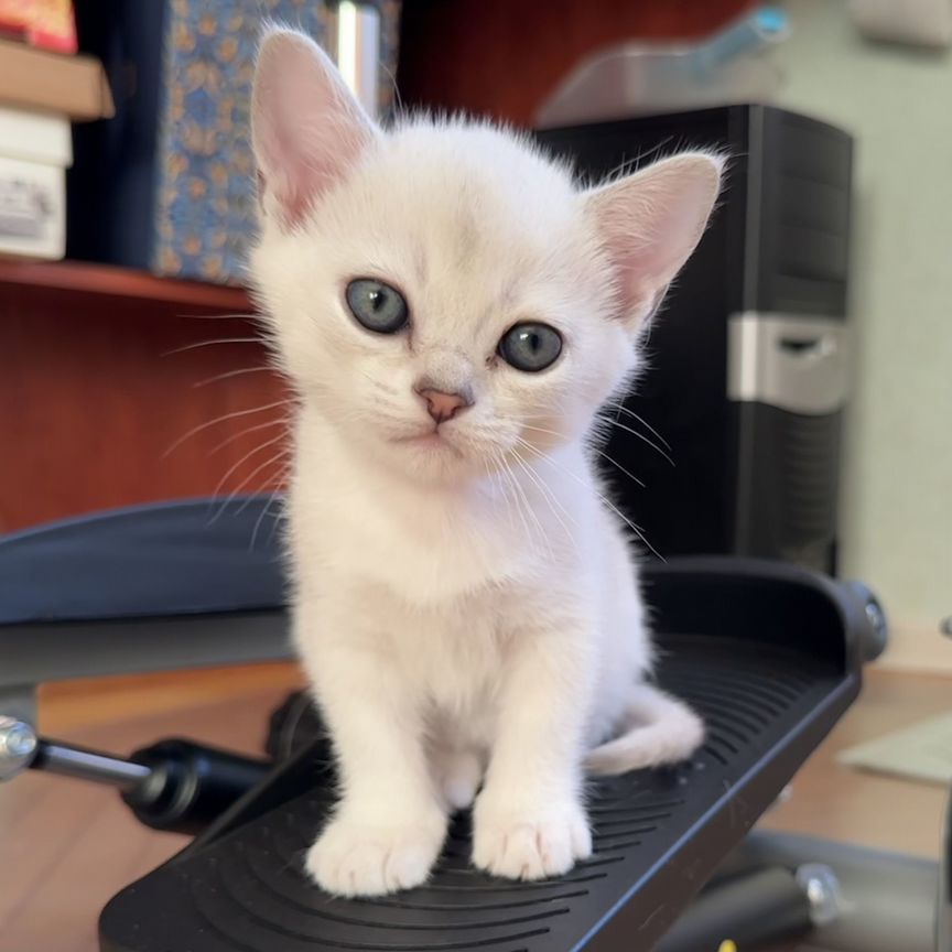 Бурмилла котята