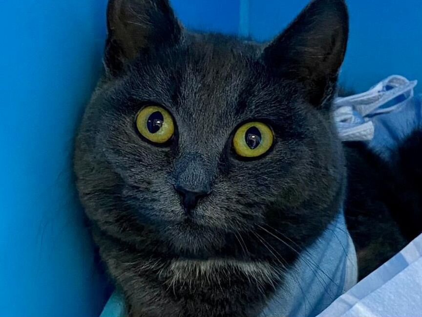 Котенок Ната. Британская в дар