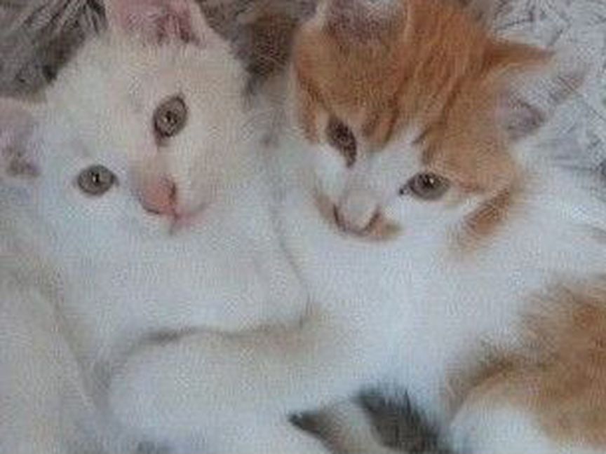 Котята-мальчики в добрые руки раздача ежедневно