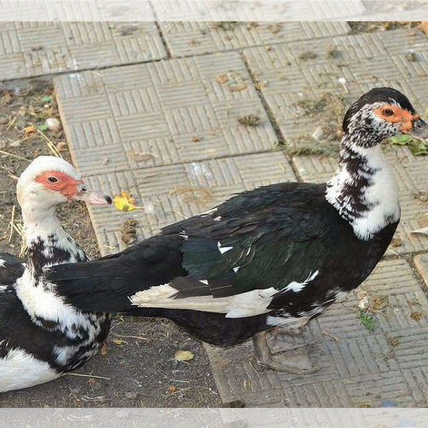 Мускусные утки тяжелые линии