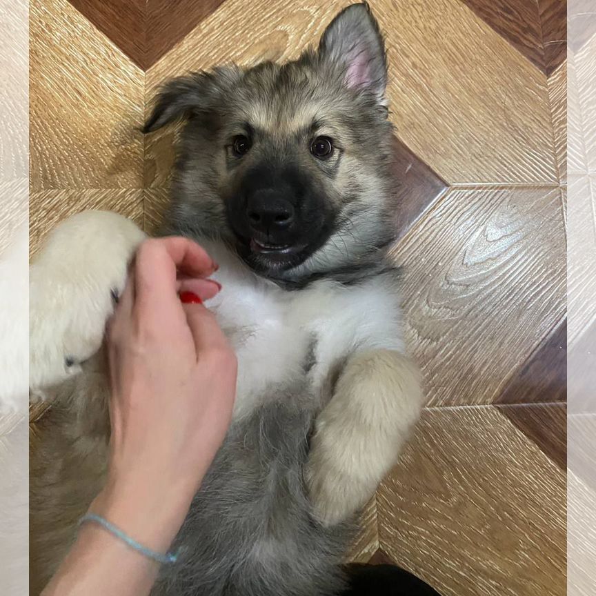 Щенок в добрые руки