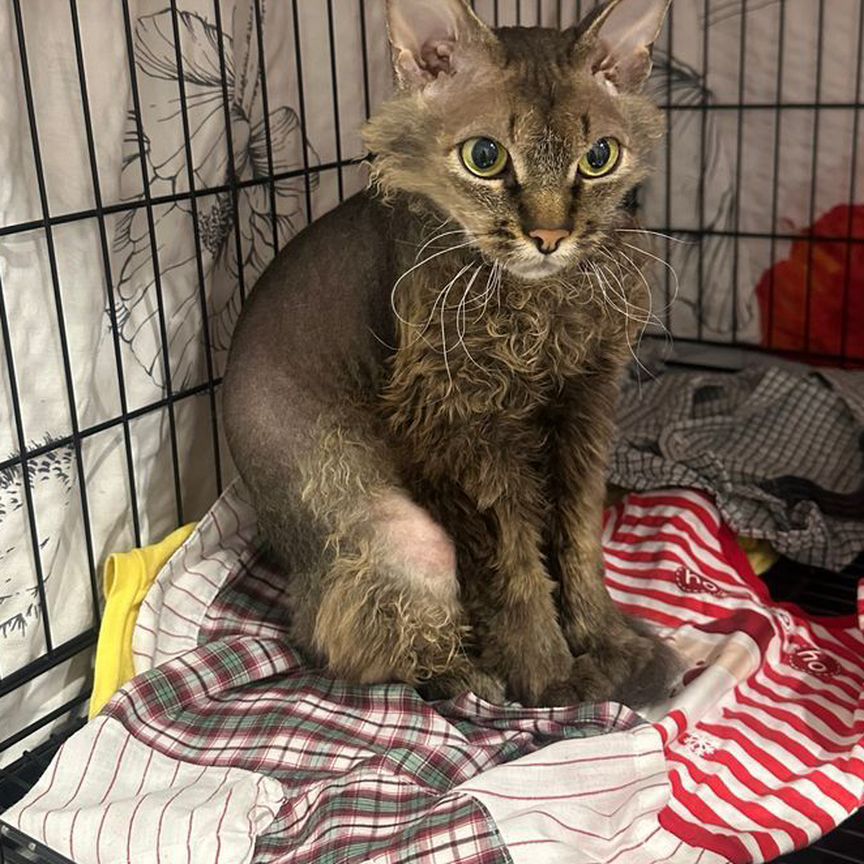 Корниш-рекс, взрослый кот