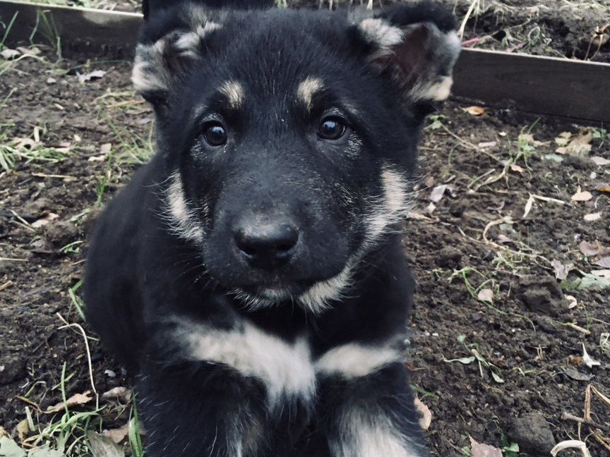 Митис Карачаевского волкодава и Алабая