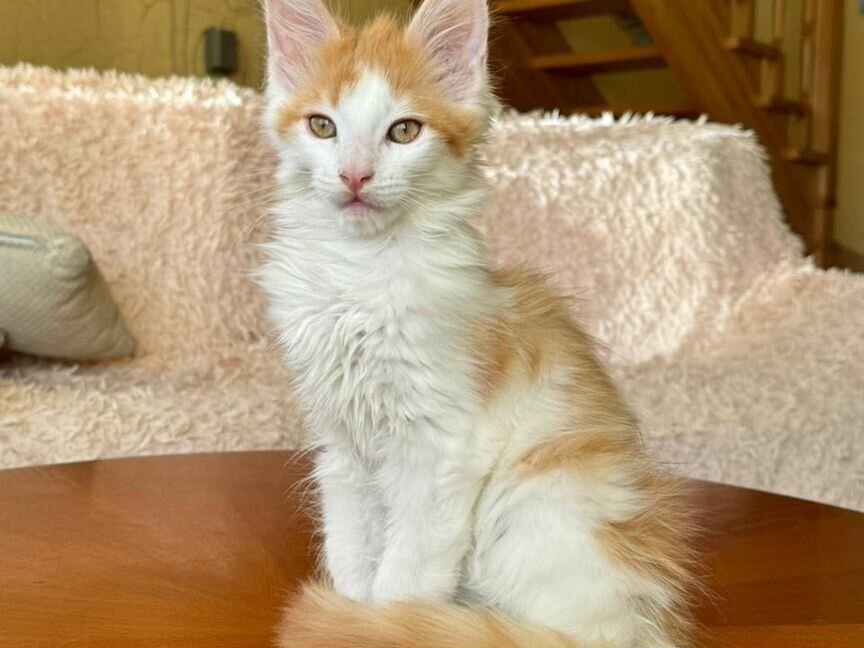 Котенок мейн-кун