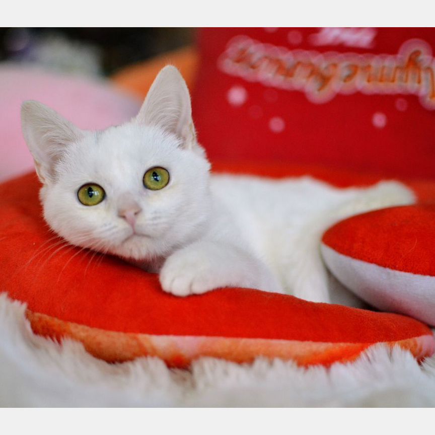 Котята в добрые руки бесплатно