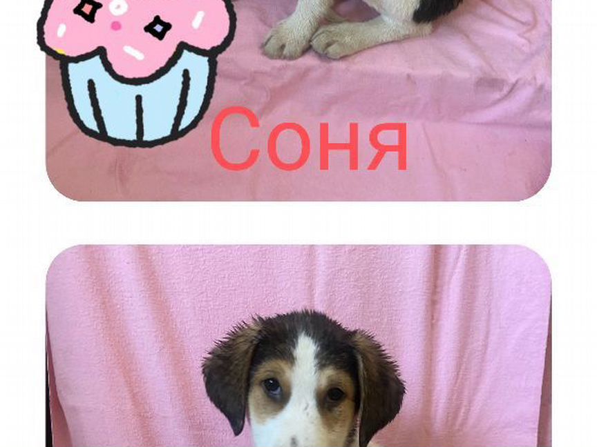 Щенки - девочки, доставим, помощь в стерилизации