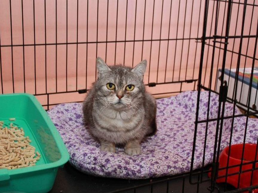 Кошечка в добрые руки бесплатно